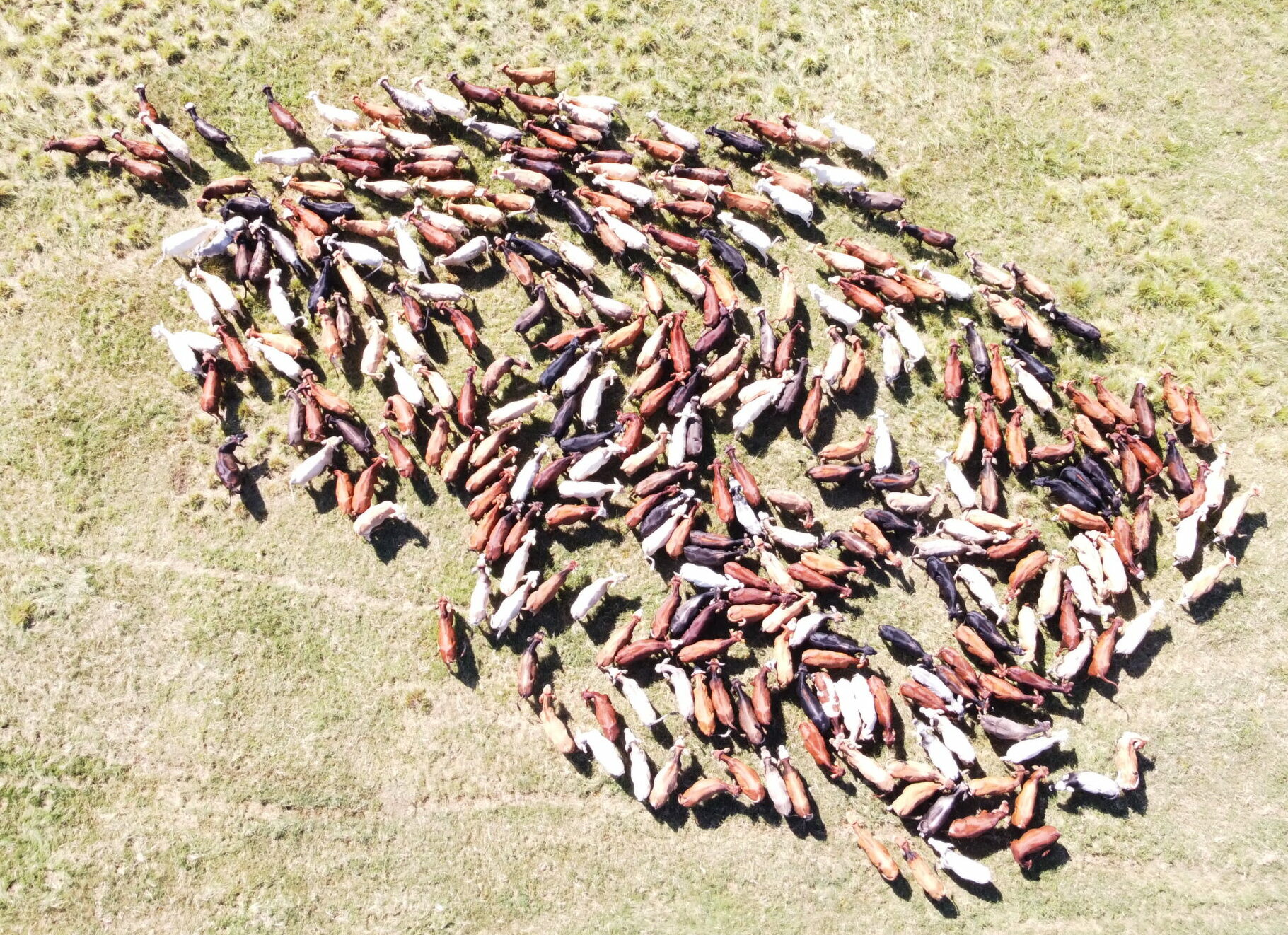 Why Use Drones for Livestock Collateral Verification? - CattleQuants ...