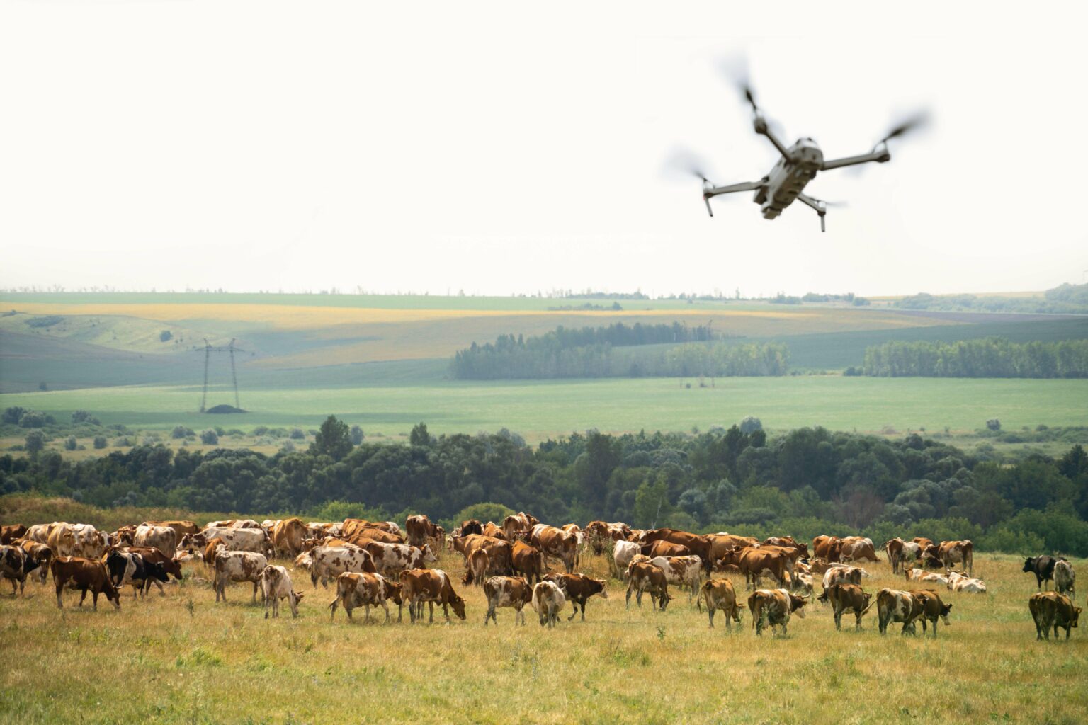 Drones or Satellites: Which to Choose for Counting Cattle on Your ...